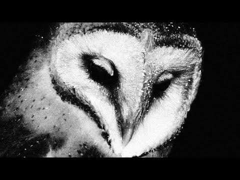 zaii - so low 