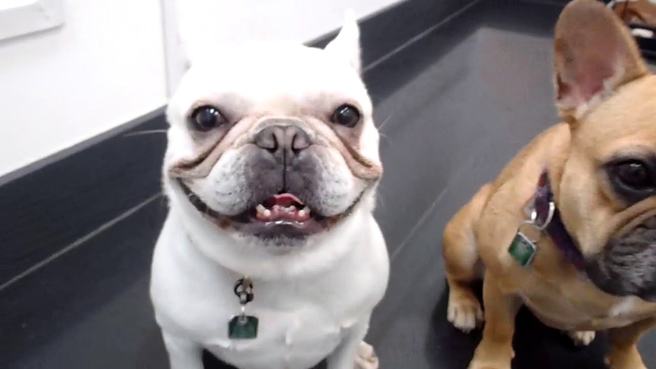 TPSB Daycare #15 Three Frenchies In Daycare - YouTube