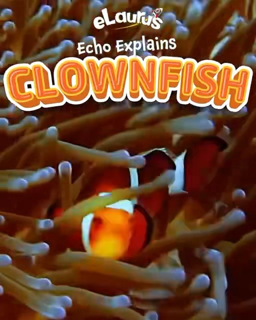 Learn All About CLOWNFISH With Echo & Friends - YouTube