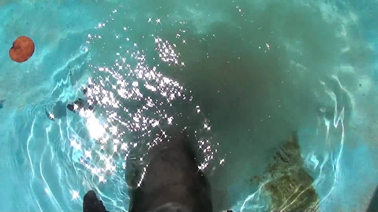 Seal Poop - YouTube