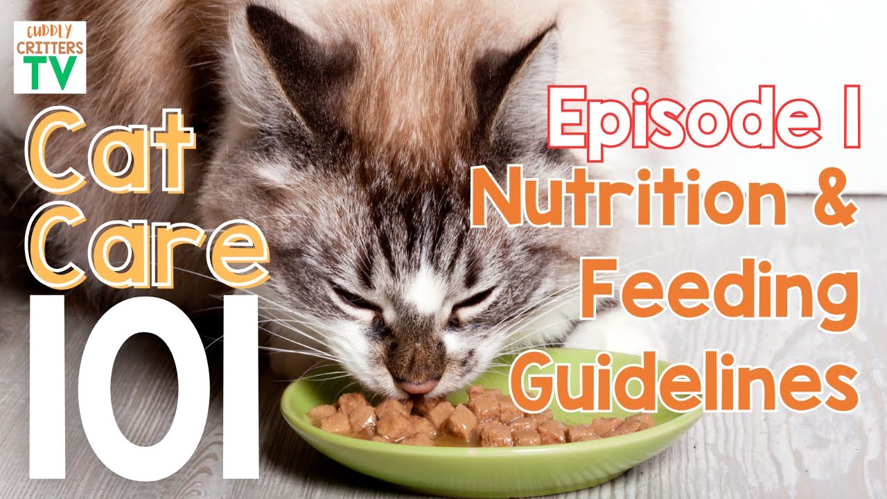 Cat Care 101 - Episode 1: Nutrition and Feeding Guidelines - What do ...