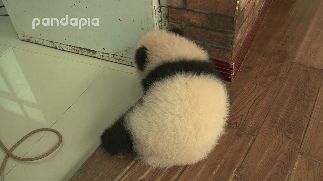 Panda Cheese tries to walk out the room - YouTube