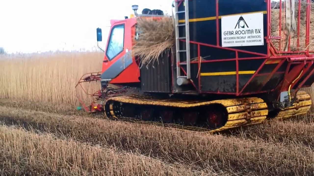 Reed Harvesting/ Roosma Rietdekkers holland - YouTube