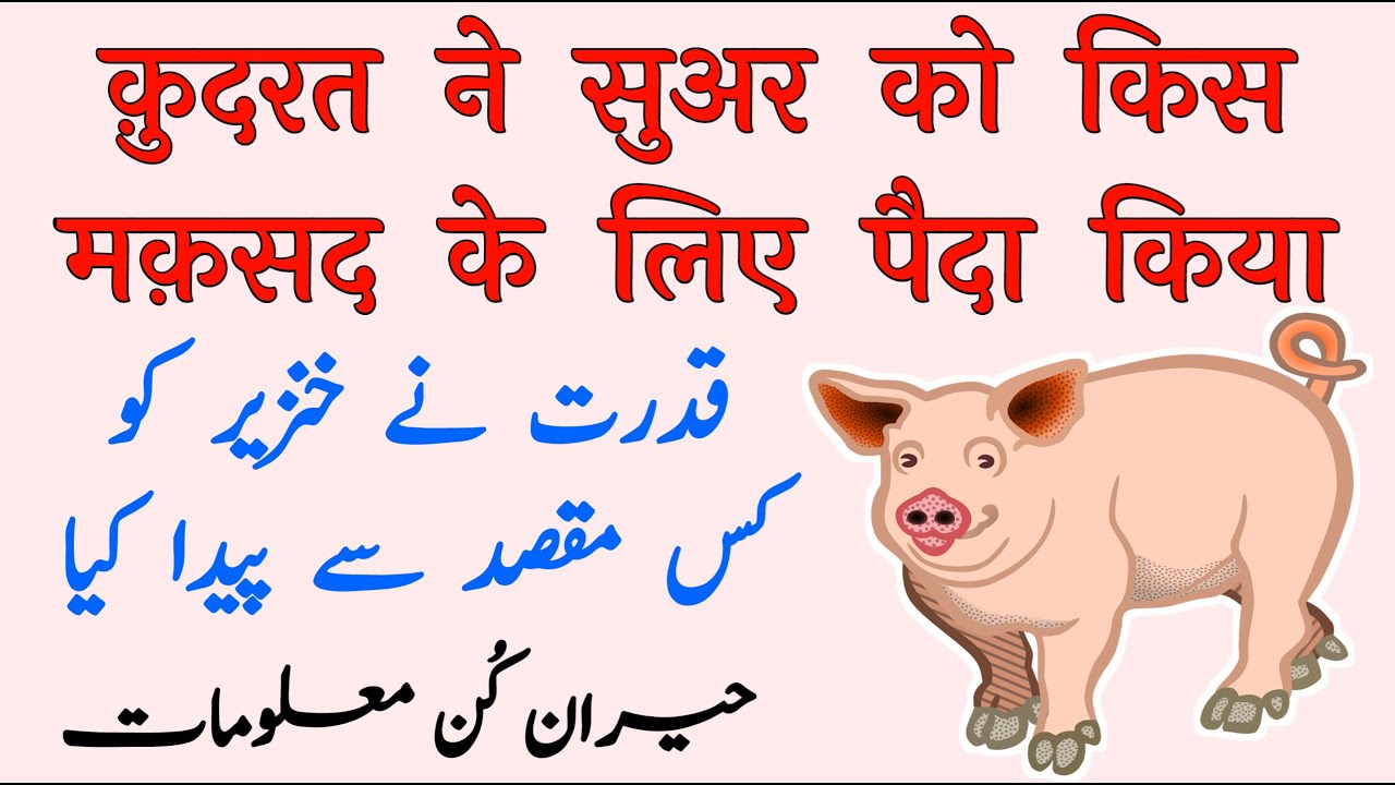 Pig ko Allah ne kyun paida kiya | सुअर को अल्लाह ने क्यूं पैदा किया ...