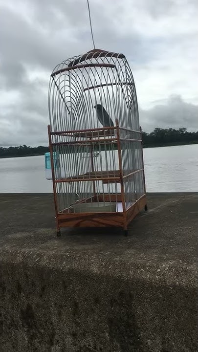 mooi slag pieje - YouTube