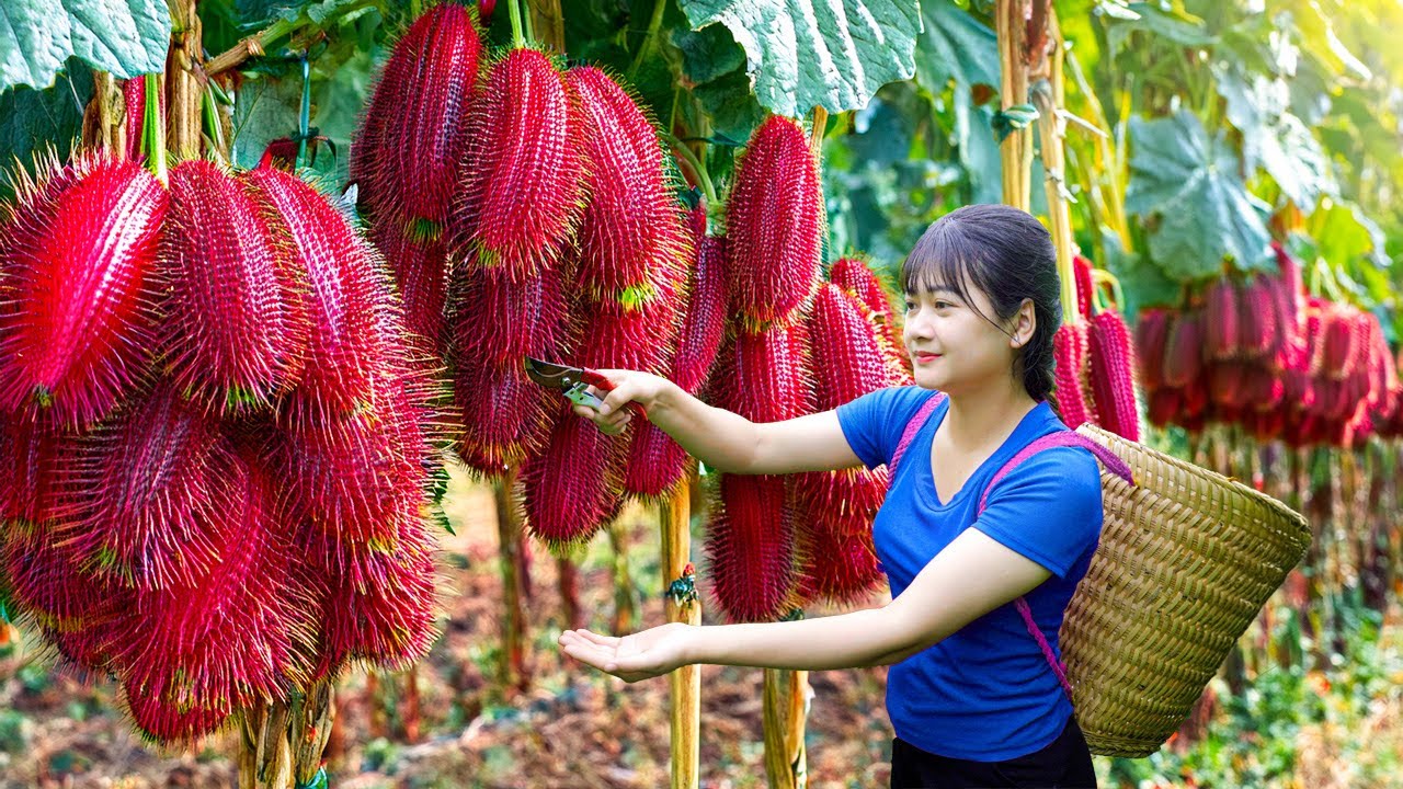 Ly Trieu Ca: Harvesting giant sweet tropical red luffa - Recipe ...