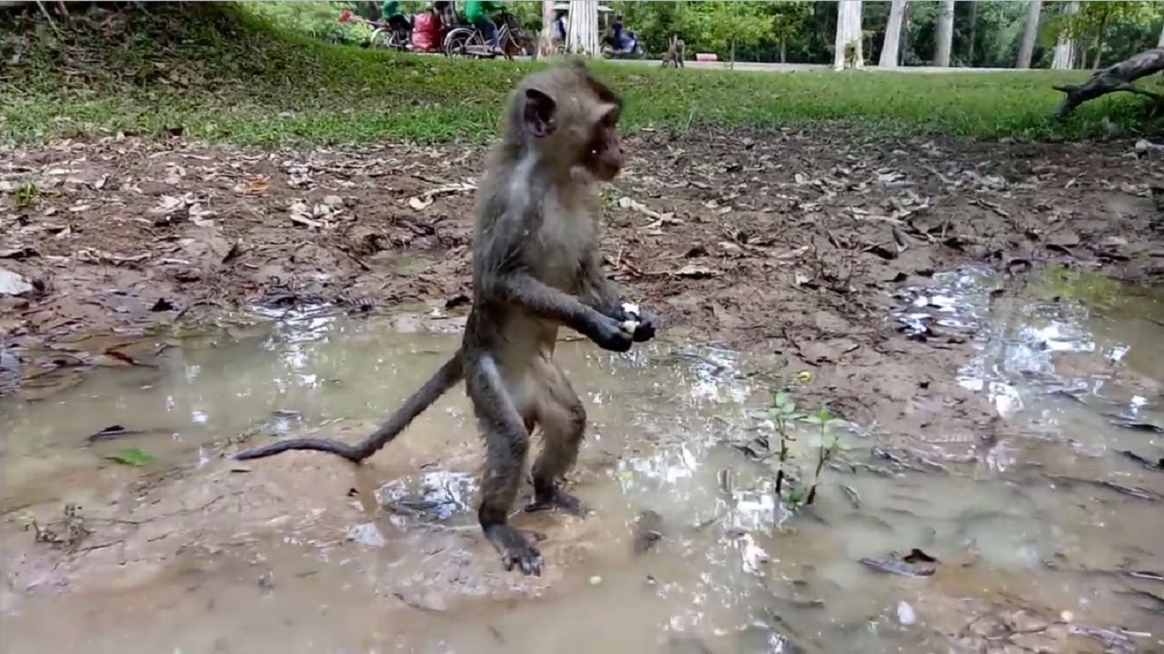 Poor Monkeys Hungry They are In muddy Looking Food ,Pity Lovely Monkeys ...