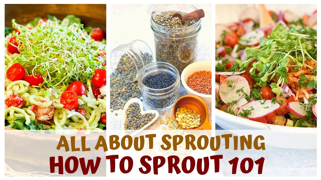 ALL ABOUT SPROUTING! How to sprout 101 - YouTube