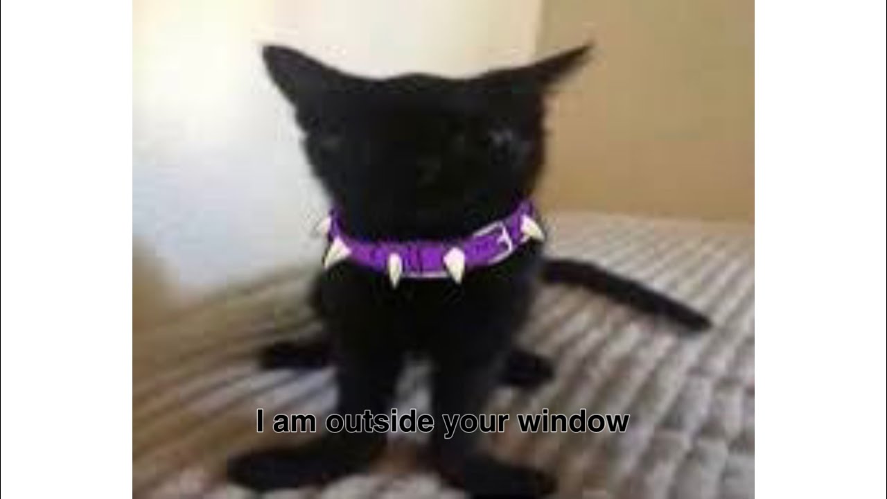 Warrior Cat Memes I Stole From Scourge Youtube 4941