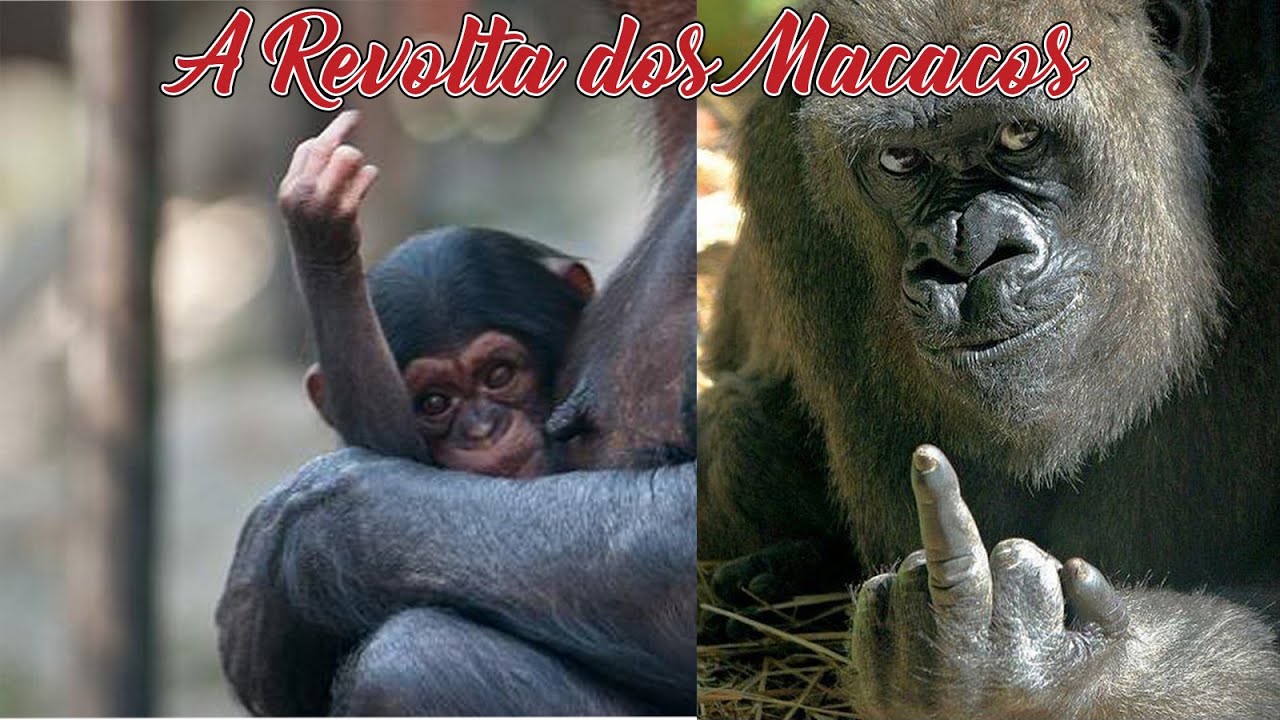 A Revolta dos Macacos, de Pompilio Diniz. - YouTube