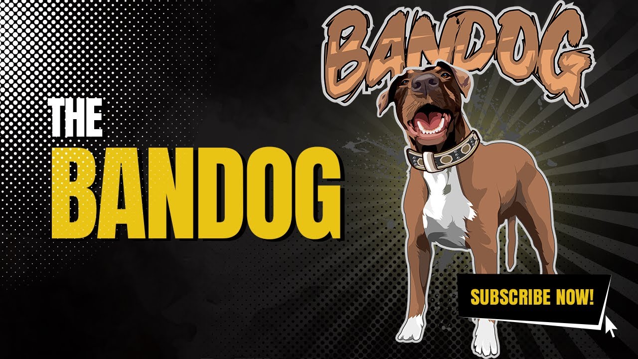 What Is The Bandog? - YouTube