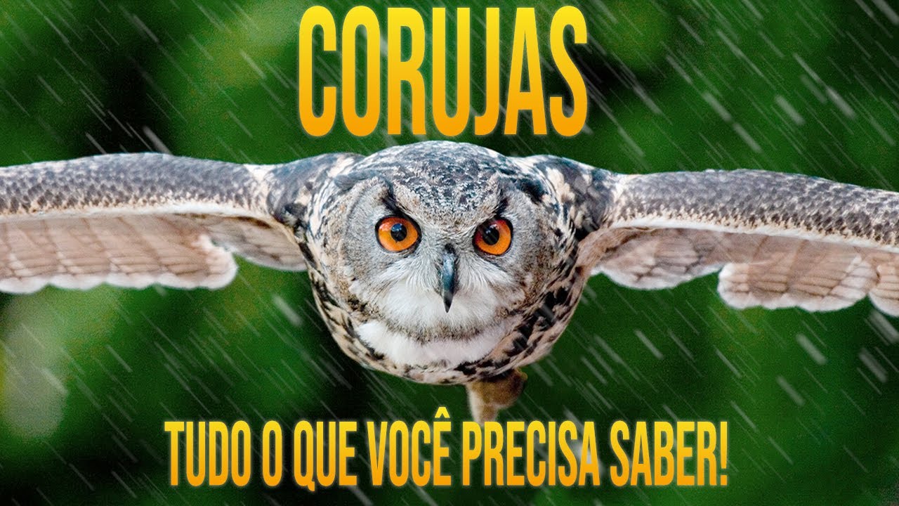 Corujas tudo o que você precisa saber!#coruja - YouTube