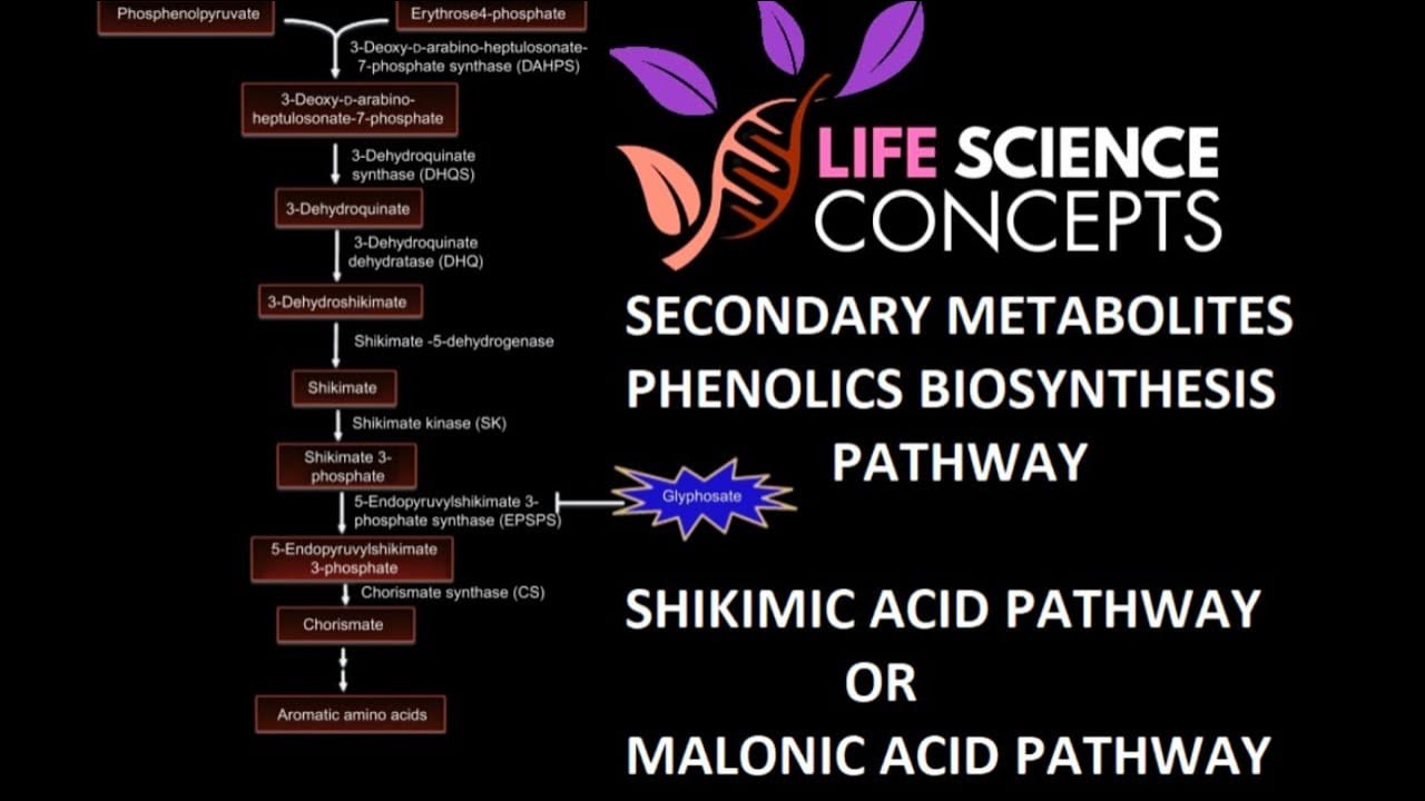 Phenolics- Plant Secondary Metabolites ( Shikimic Acid Pathway Or ...