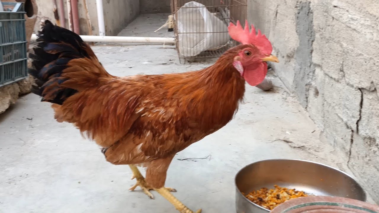 Adorable Little Roosters Playing and Enjoying On Roof | Amazing ...