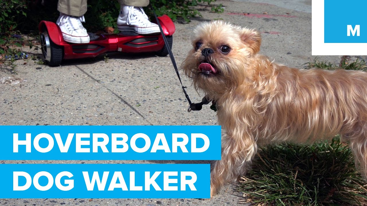 Hoverboard-Riding Dog Walker has a Really Bad Day - YouTube