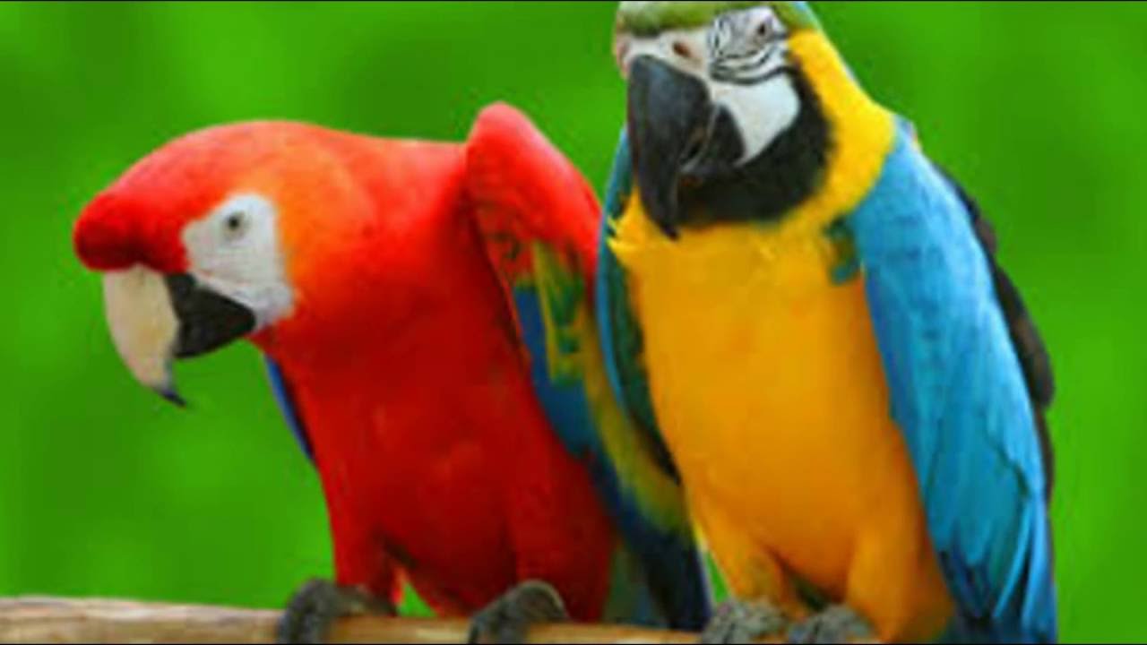 Beautiful Parrot Photos - YouTube