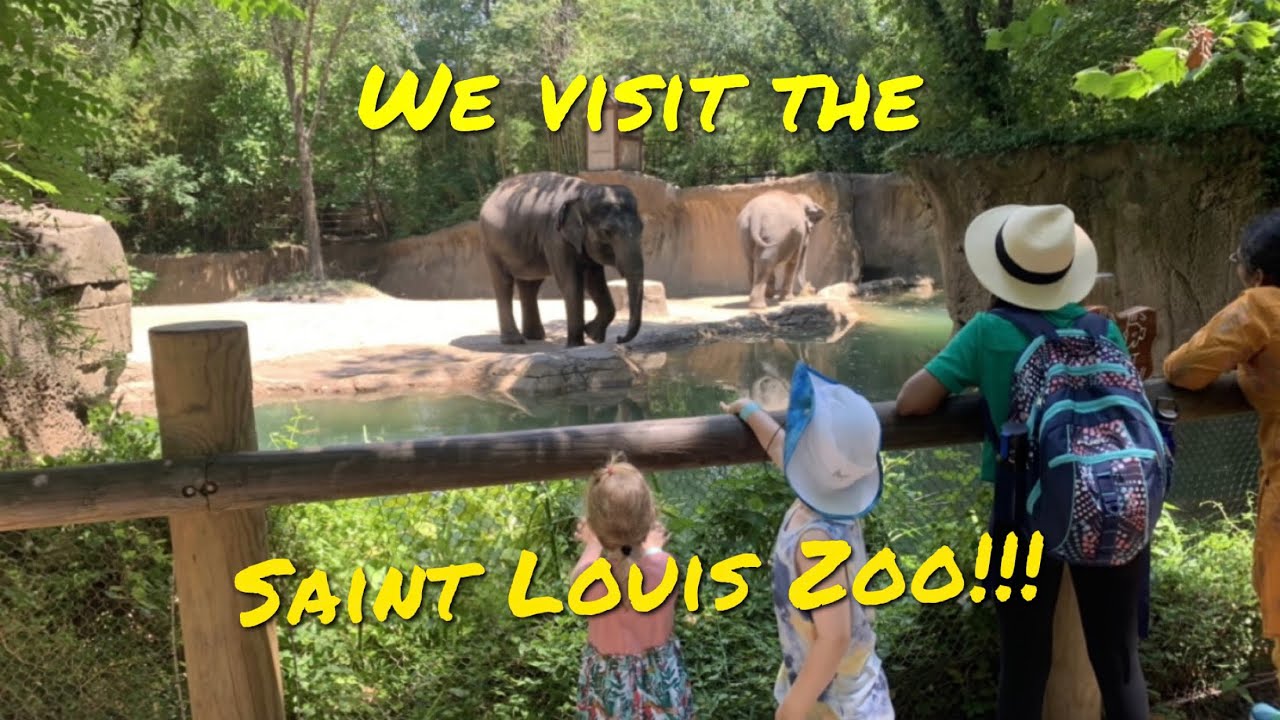 A Friday Afternoon At The STL Zoo! - YouTube