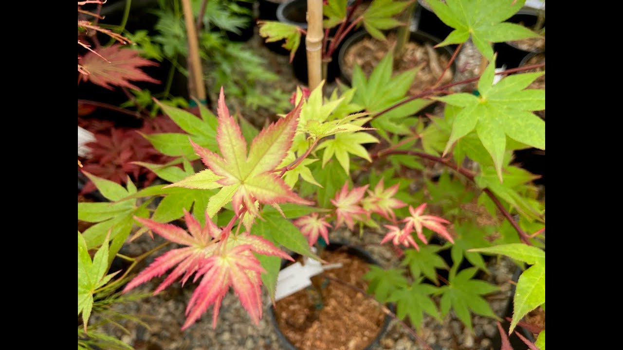 Episode 141: The Most Boring Tour of Japanese Maples - YouTube