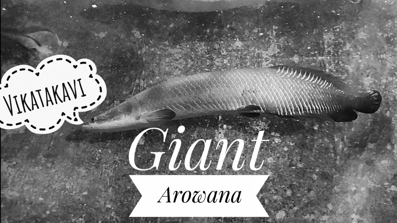 Giant Arowana Fish | Vikatakavi | Aquarium - YouTube