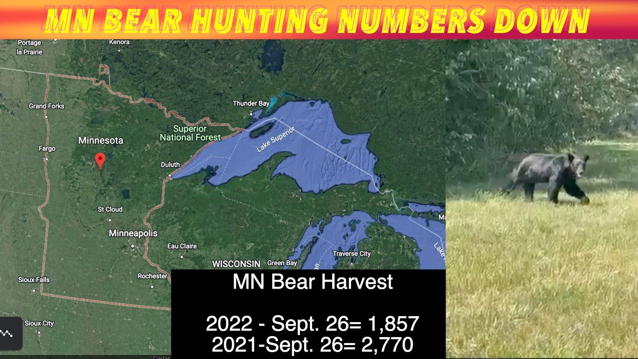 Minnesota Bear Hunting Harvest Numbers Down - YouTube