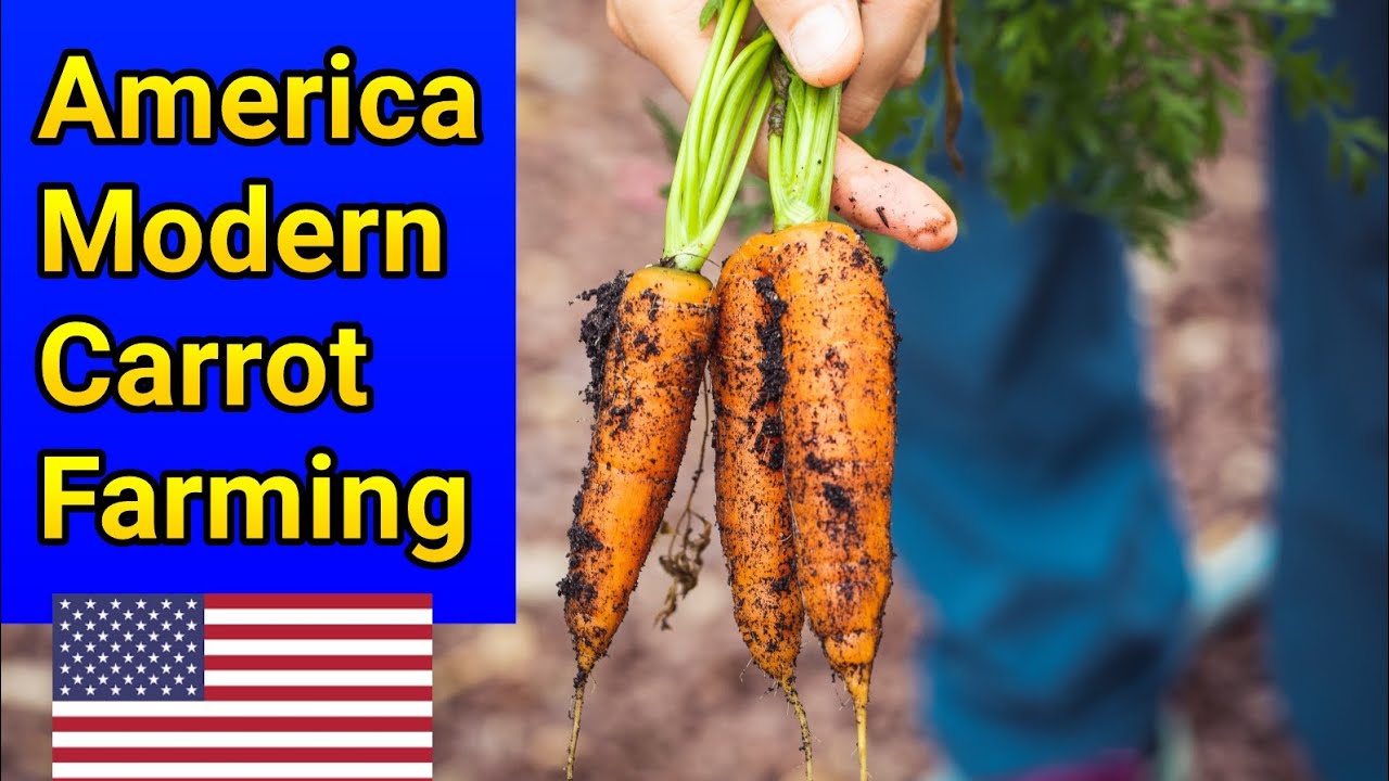 America Modern Carrot Farming! गाजर की खेती - YouTube
