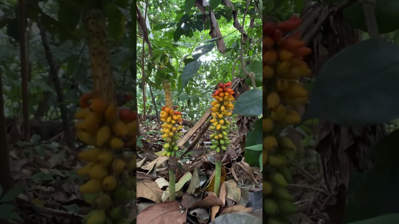 Buah Lekir #buahlekir #fruits #nature #ytshorts #plants #shortvideo # ...