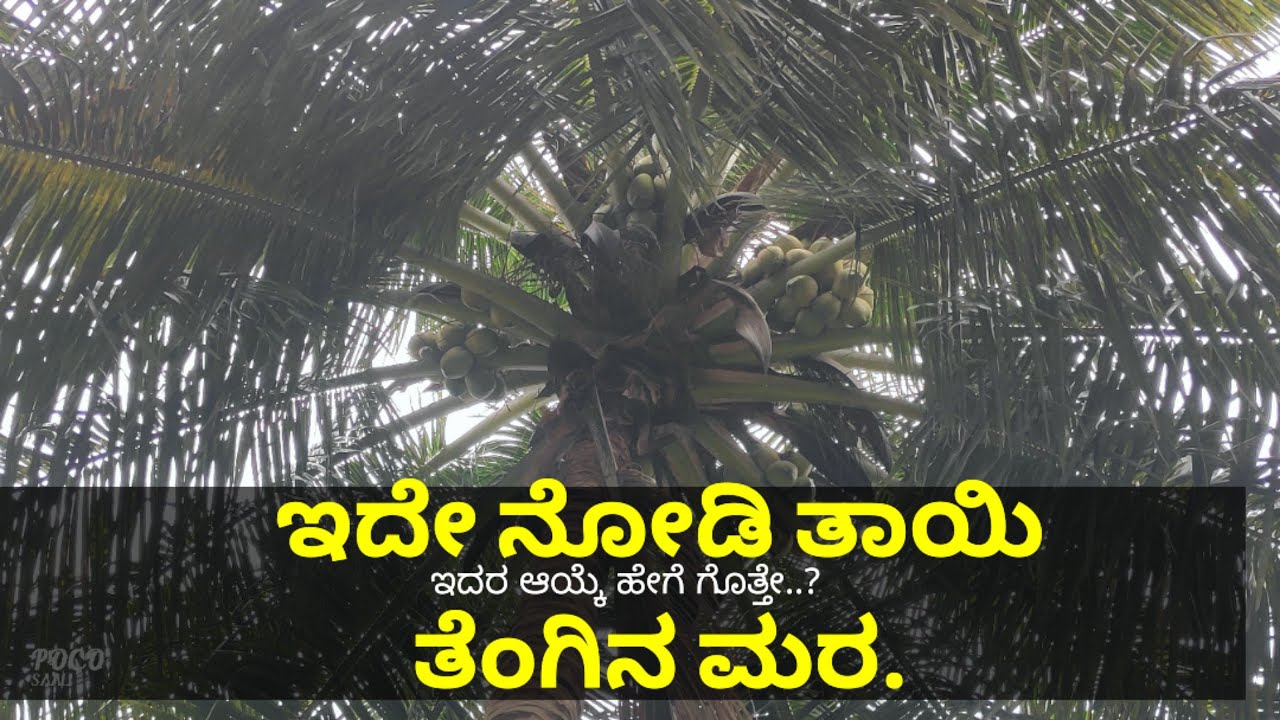 ತಾಯಿ ತೆಂಗಿನ ಮರಗಳ ಪರಿಚಯ|| All about coconut mother palm #dlingappa - YouTube