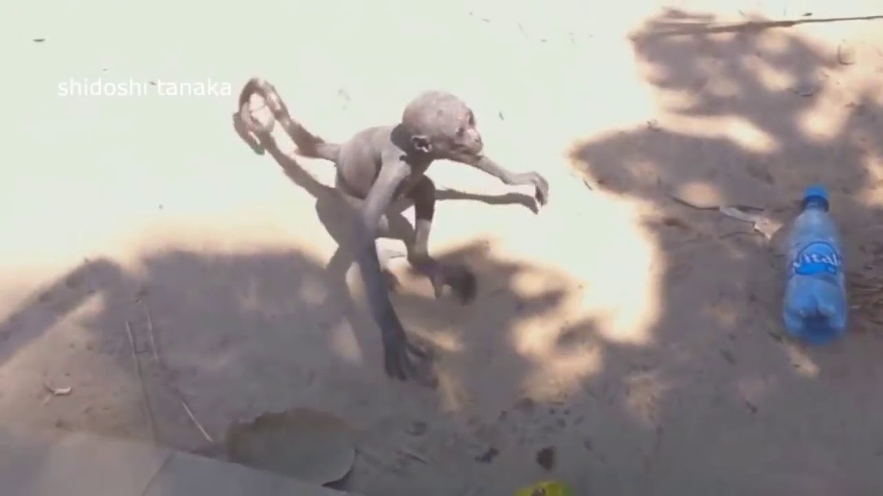 Top 5 Strange creature Spotted in Real Life - YouTube