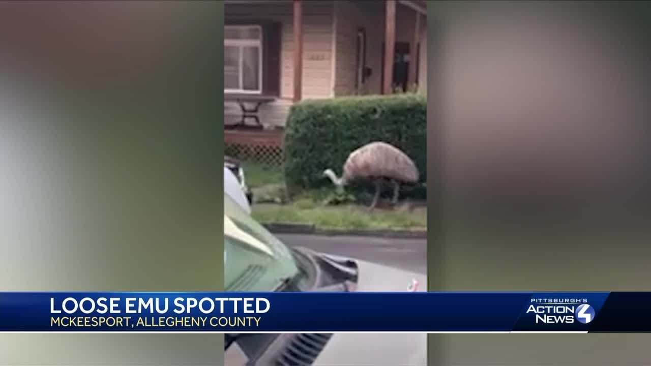 Emu caught on camera walking through McKeesport - YouTube
