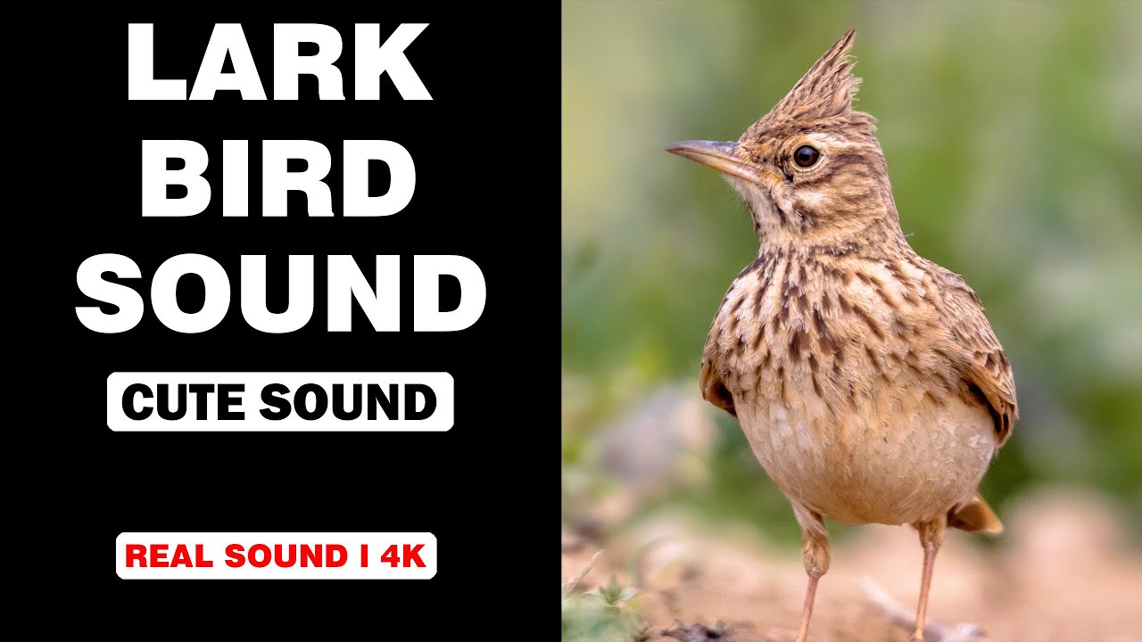 Real Lark Bird Sounds l High Quality l Cute Lark Bird Sound Experience ...