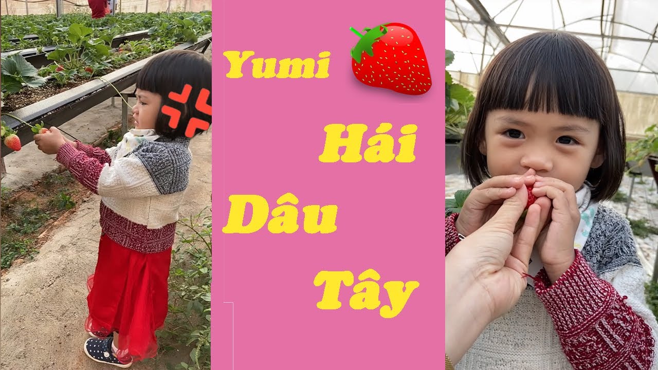 Hái Dâu Tây Cùng Bạn Yumi ️Yumi Channel ️ - Picking Strawberries With ...