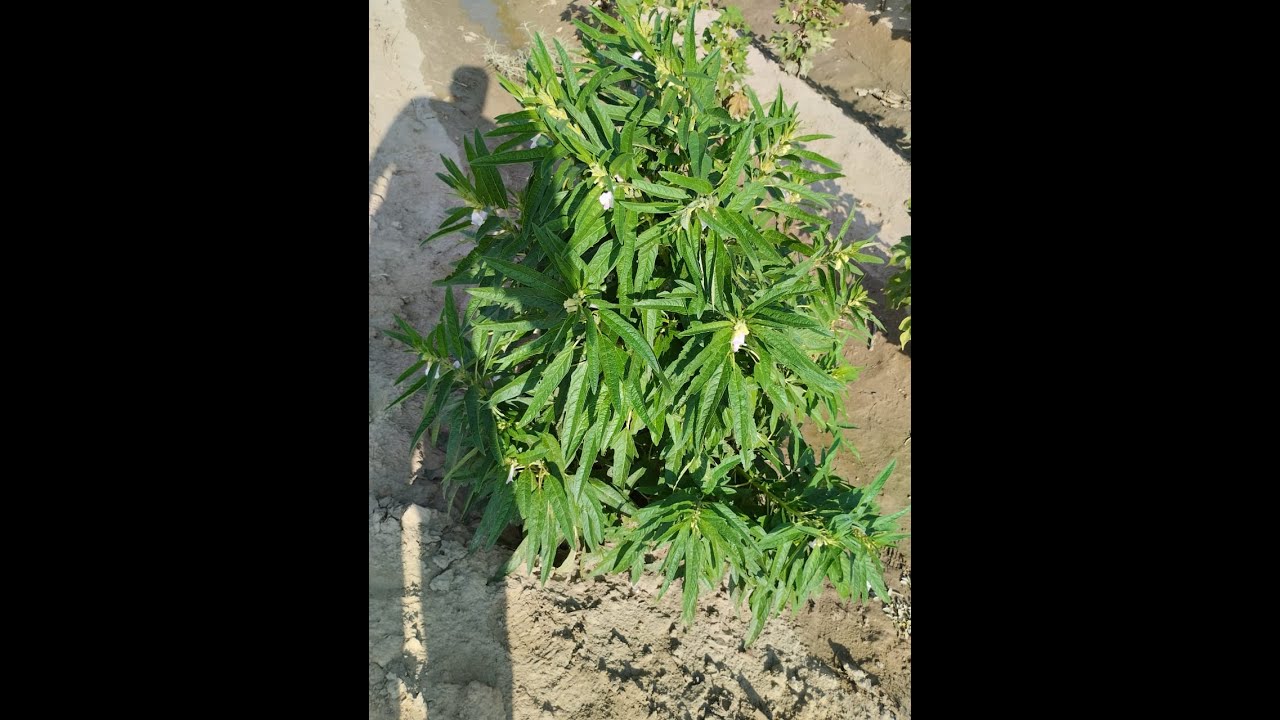 New Variety of Sesame (TIL / TILI) تل/ تلی کی نئی قسم کی دریافت - YouTube