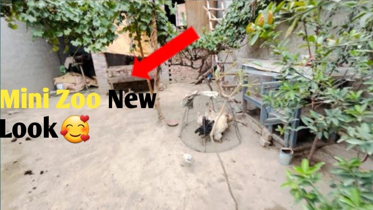 Mini zoo new Look After Eid | #minizoo #birds - YouTube