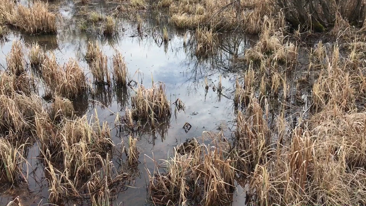 Sounds of Spring - YouTube