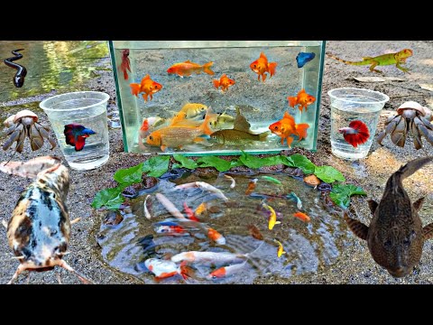 Wow! Tangkap Ikan Hias Warna warni di Sungai, Ada Ikan Cupang, Ikan Sapu-sapu Hitam, Kelomang Besar