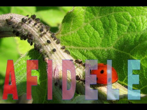 Afidele Păduchii plantelor De ce apar afidele Cum îi combatem natural ...