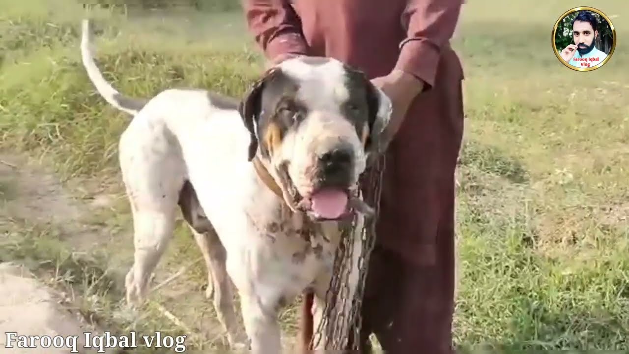 Bully Gultair Mix Dog | Bully Gultair Cross kutta in pakistan/ Bully ...