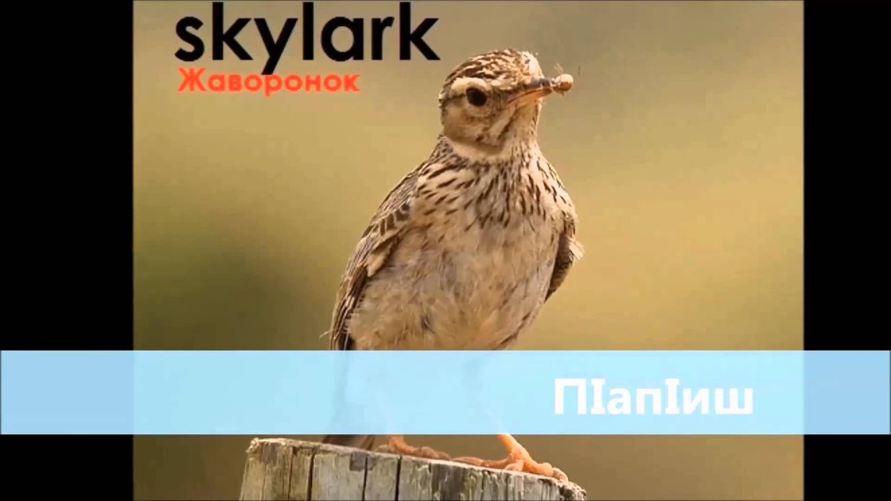 Лезгинский алфавит. Часть 2. Lezgin alphabet - Part 2 - YouTube