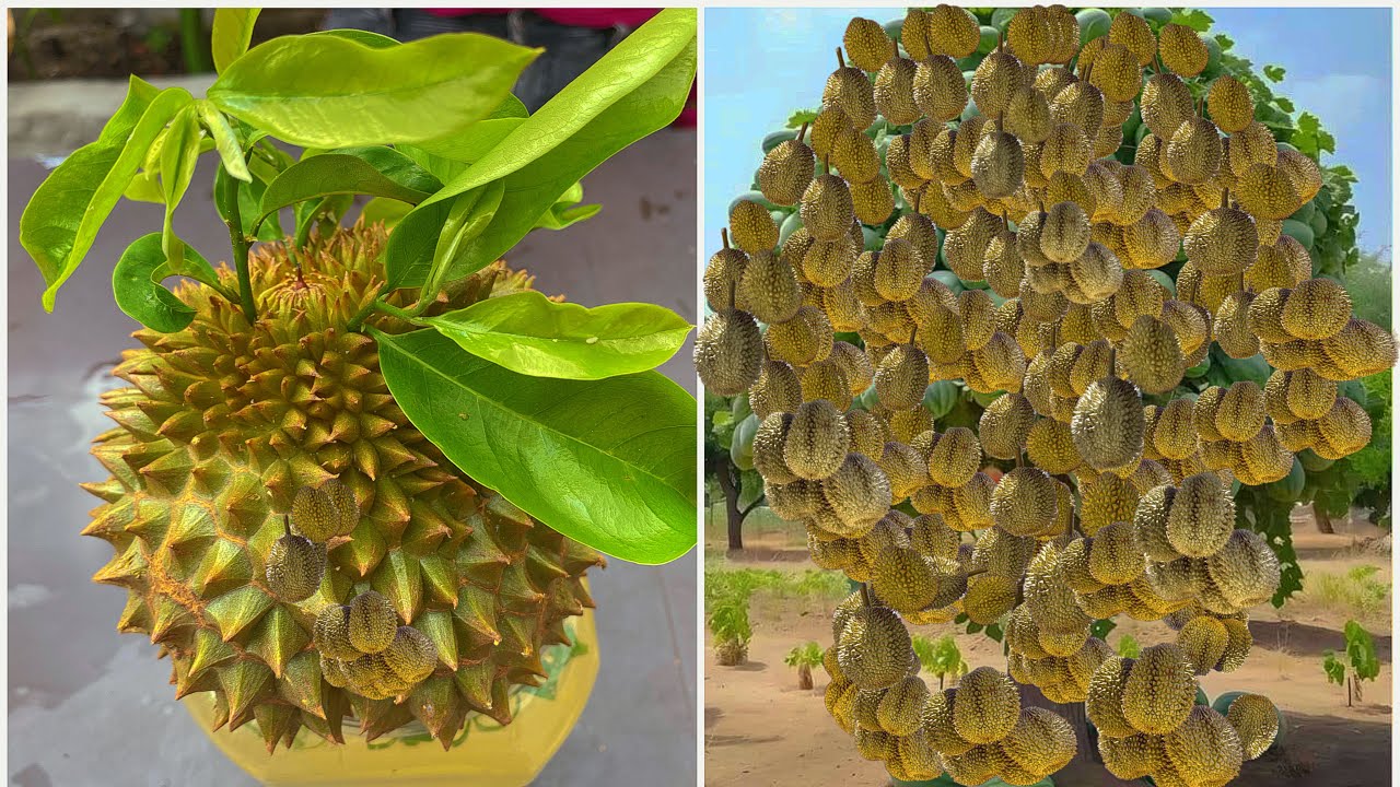 Technique planting how to growing durian trees from fruit with Alovera ...