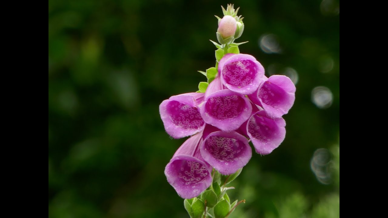 Wandering the Boreens - YouTube