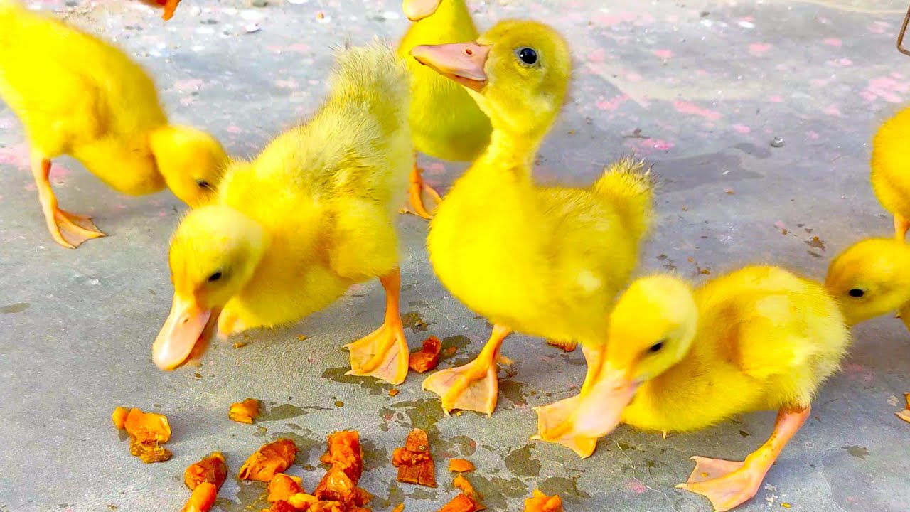 Funny and cute moments of Bim Bim and his wife - YouTube