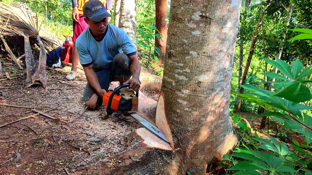 Mudah dan cepat tebang pohon empuk, albasia wood, stihl ms250 - YouTube
