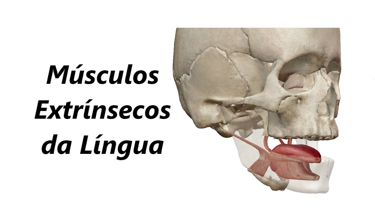 Musculos Extrinsecos Da Lingua Anatomia, Histologia, Inervação E