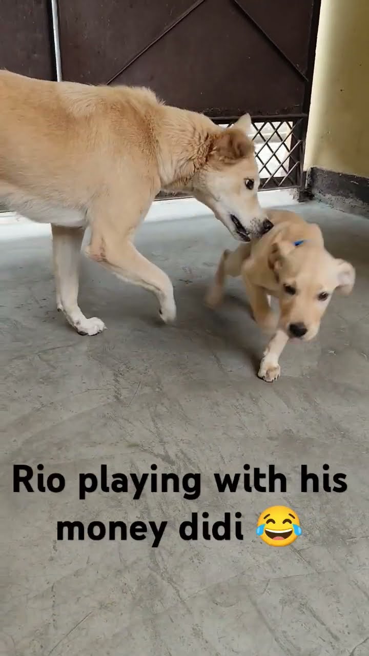 Rio playing with his money didi 😂😂#doglover #labrador #funny # ...