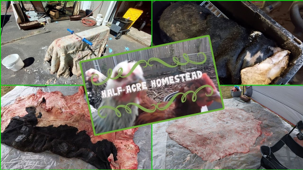 Tanning Cow Hide - Part 1: Fleshing - YouTube
