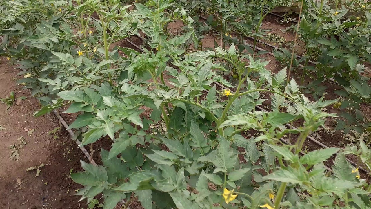 Prezentare roșii solar 1 - YouTube