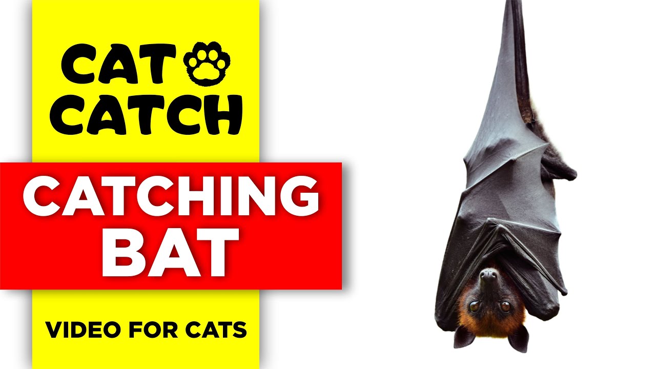 CATCH A BAT | VIDEOS FOR CATS TO WATCH - CAT GAMES - YouTube
