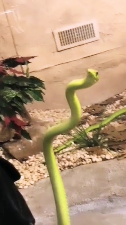 Snake muscles movement - YouTube