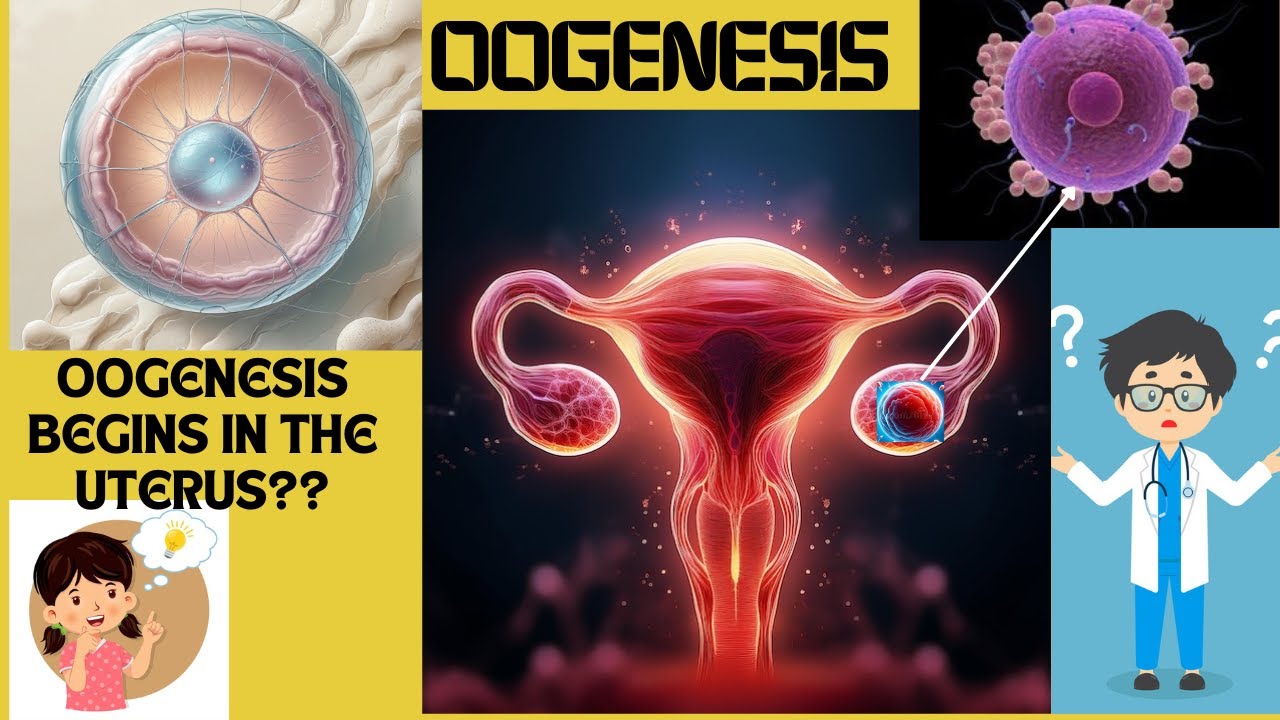 Oogenesis - YouTube