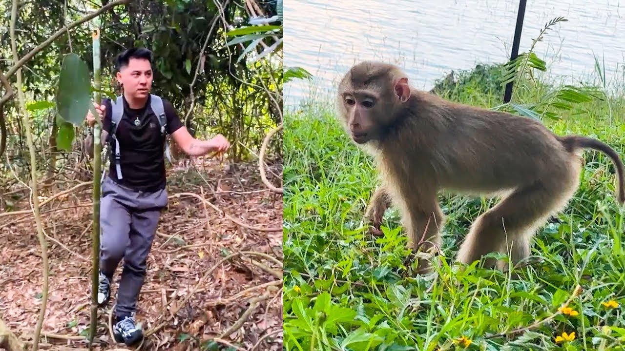 Journey to find Monkey Kaka: Will dad find Monkey Kaka? - YouTube